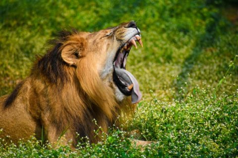 Discover the Diverse Wildlife of Zimbabwe: A Guide to Its Unique ...