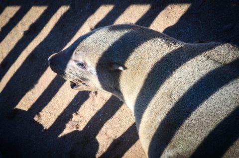 Exploring the breathtaking landscapes and wildlife of Cape Cross ...